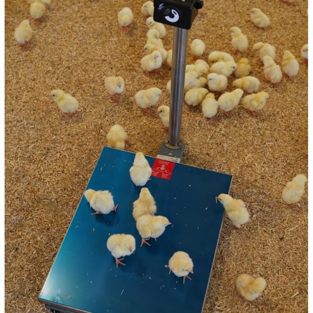 Poultry weight platform – Zeus AI