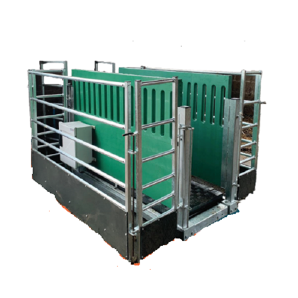 Weighing system for feeder cattle in feedlots – Zeus AI