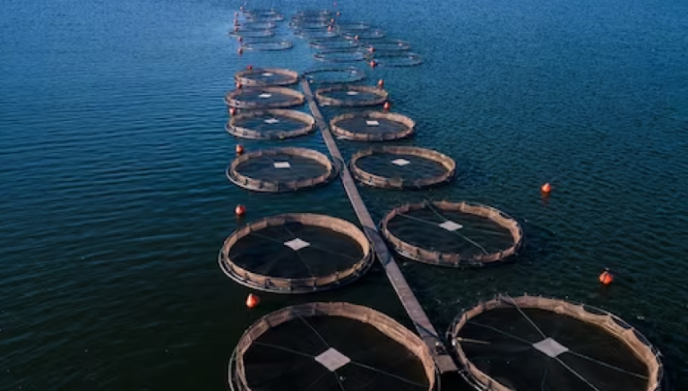 Smart Fish Farming – Zeus AI