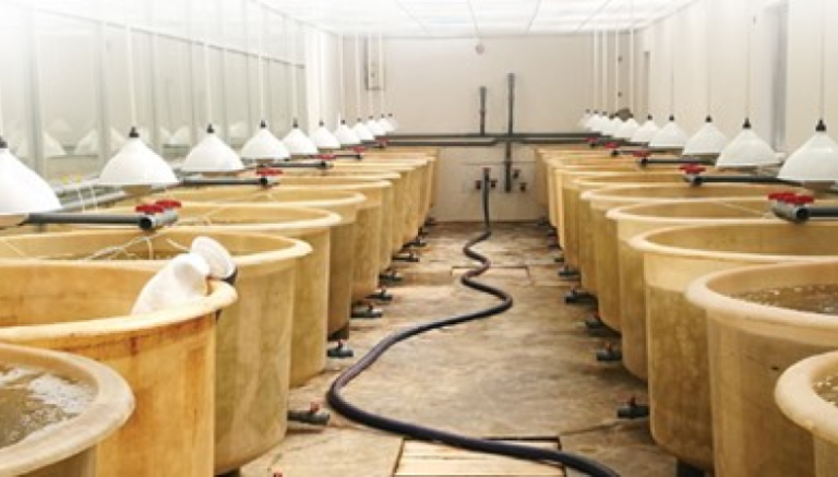 Smart Fish Farming – Zeus AI