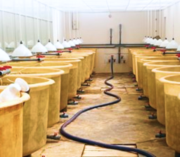 Smart Fish Farming – Zeus AI