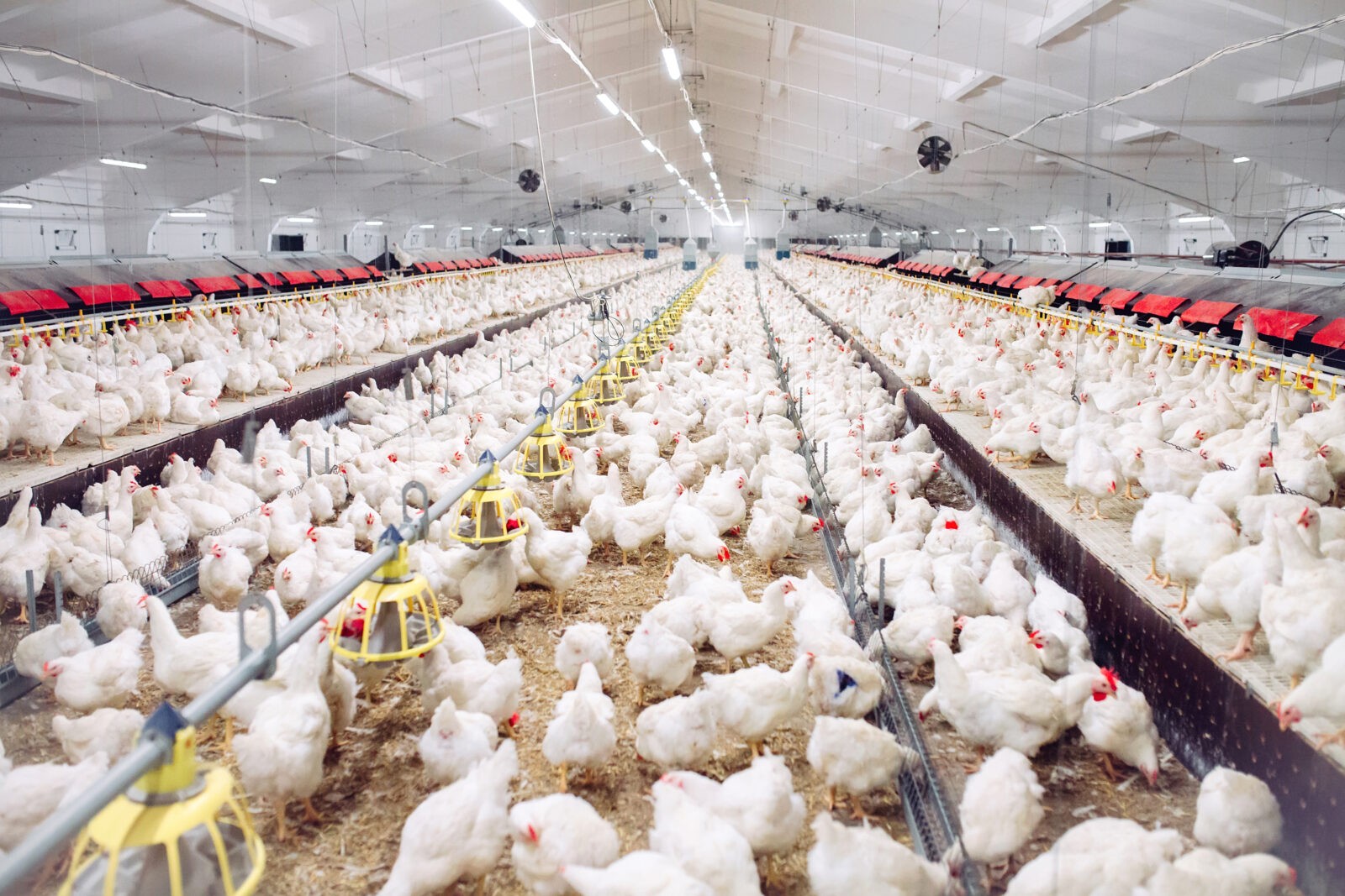 Smart Poultry Farming – Zeus AI