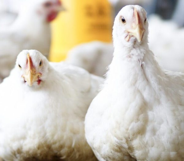 Smart Poultry Farming – Zeus AI